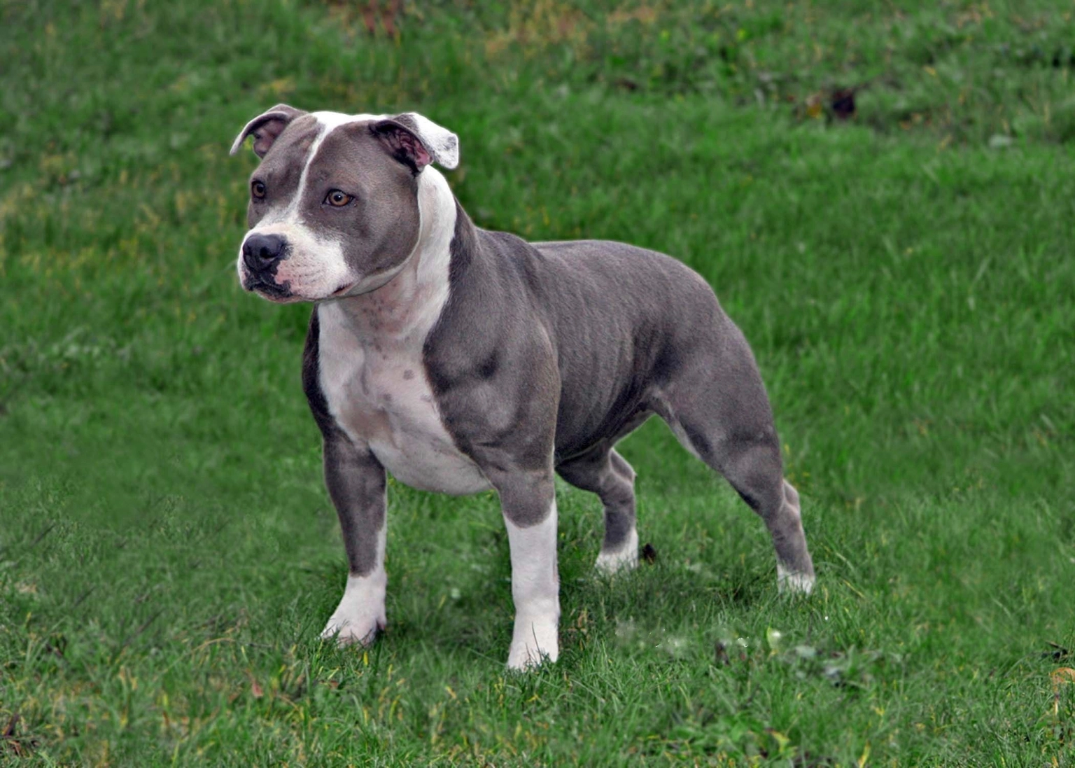 El American Stanford: todo lo que necesitas saber - Peluquerías Caninas